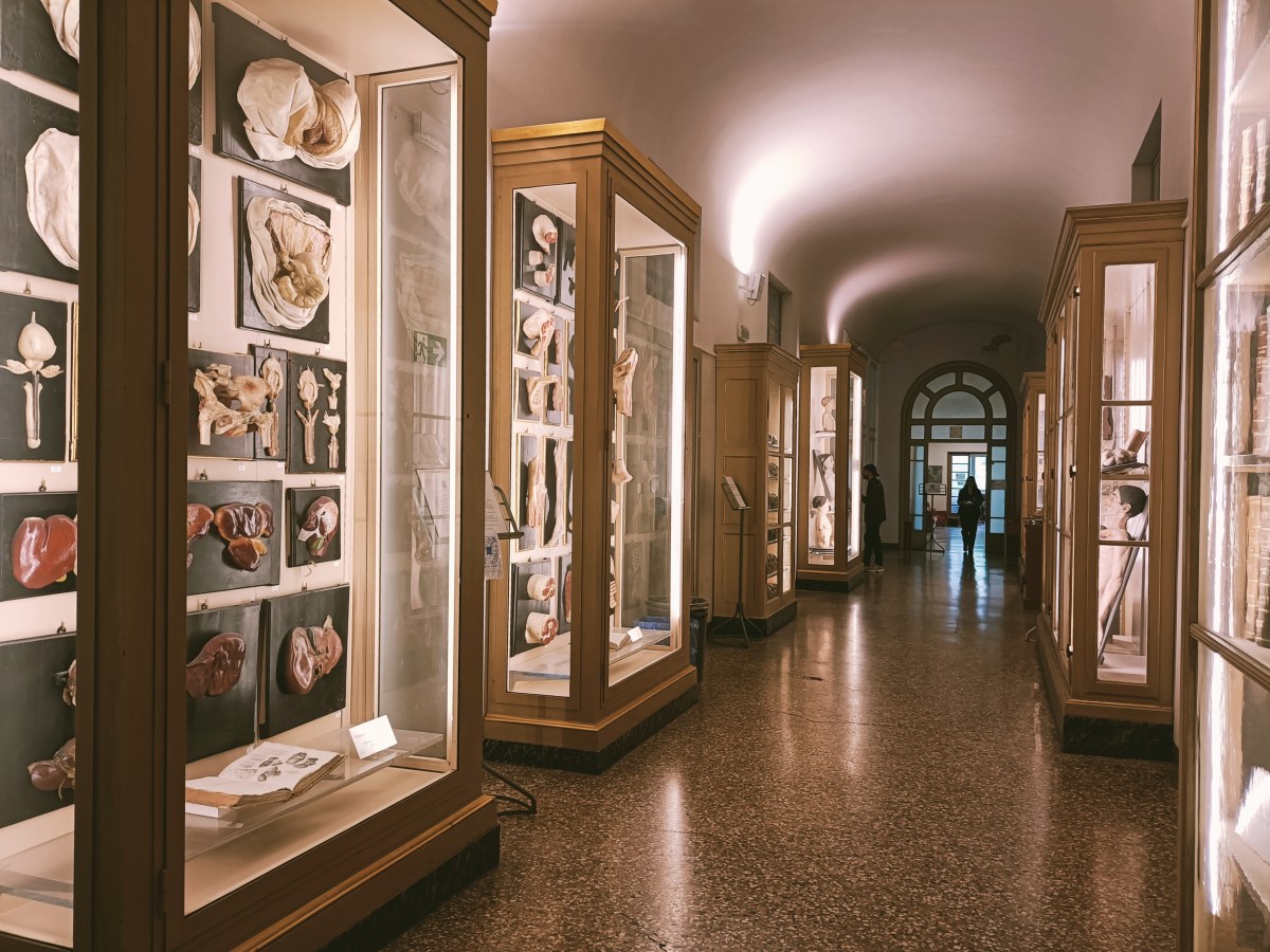 Visitare la collezione delle cere anatomiche a Bologna – Fraduefuochi